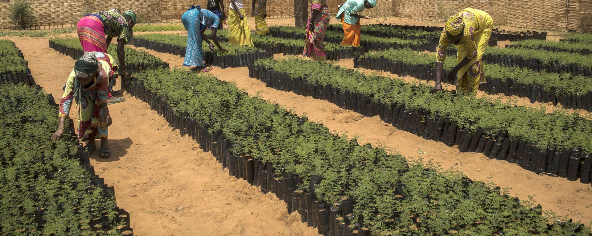 With recent advancements in agricultural survey program, Senegal ...